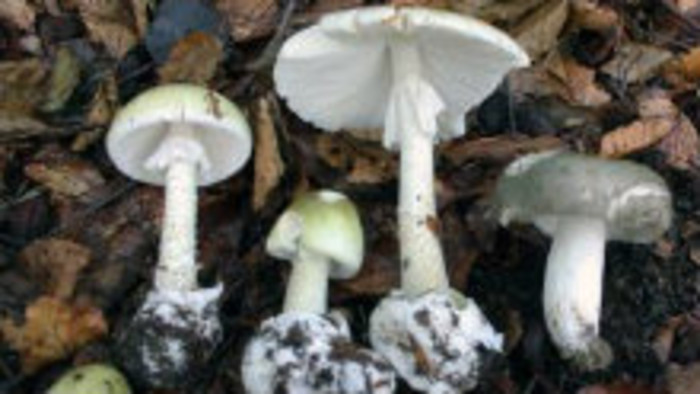 Jedovaté huby - Z regiónu - Rádio Regina Západ - STVR